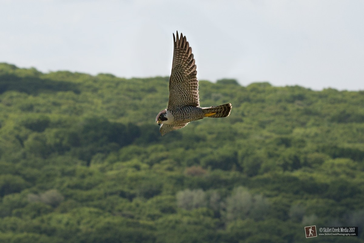 Perigrine Falcons - Devil's Lake State Park Area Visitor's Guide ...