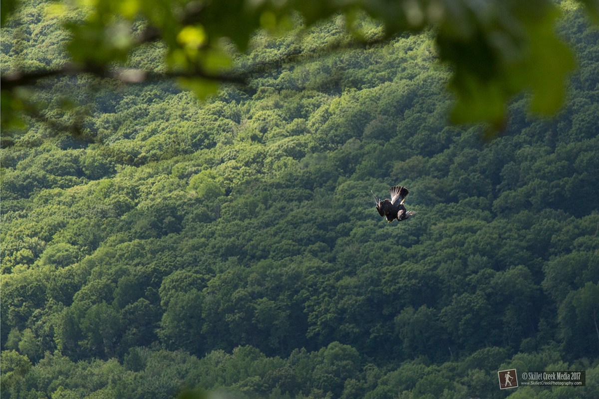 Perigrine Falcons - Devil's Lake State Park Area Visitor's Guide ...